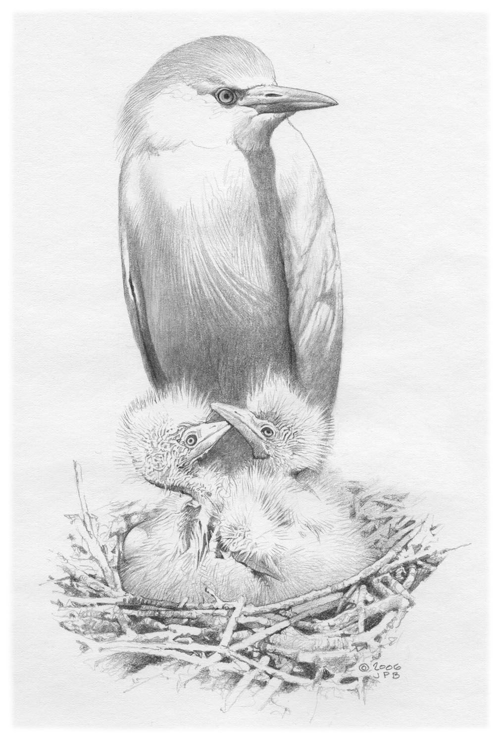 Cattle Egret Sponsor a Species Campaign
